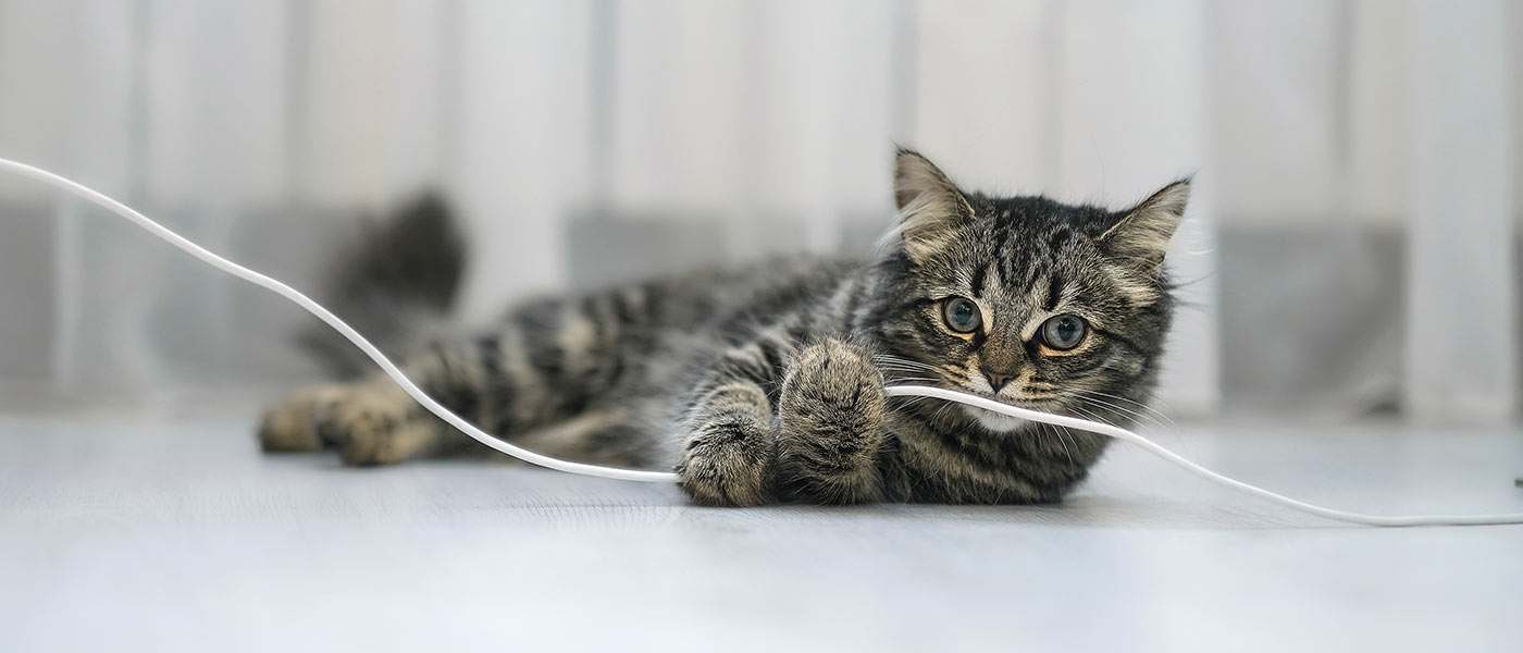 "PAWS" and Take a Moment to Protect Your Pets from Electrical Hazards ...